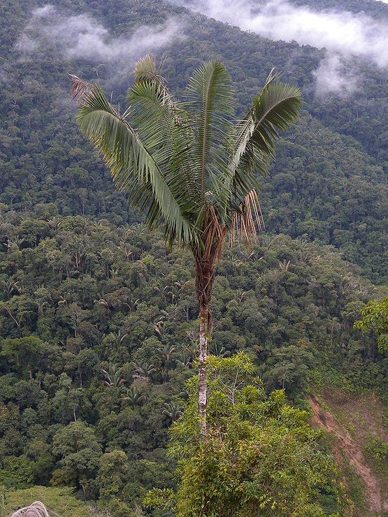 Oenocarpus bataua - Palmpedia - Palm Grower's Guide