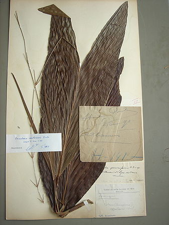 Oncocalamus mannii - Palmpedia - Palm Grower's Guide