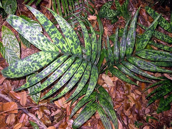 Pinanga watanaiana - Palmpedia - Palm Grower's Guide