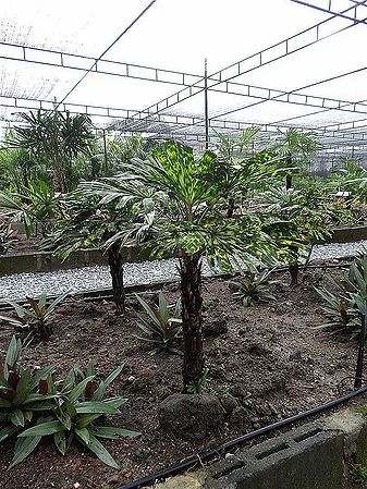 Licuala mattanensis - Palmpedia - Palm Grower's Guide