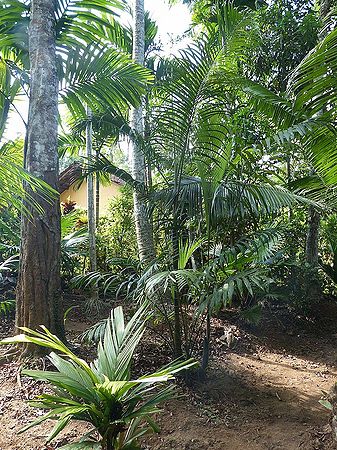 Chrysalidocarpus cabadae - Palmpedia - Palm Grower's Guide