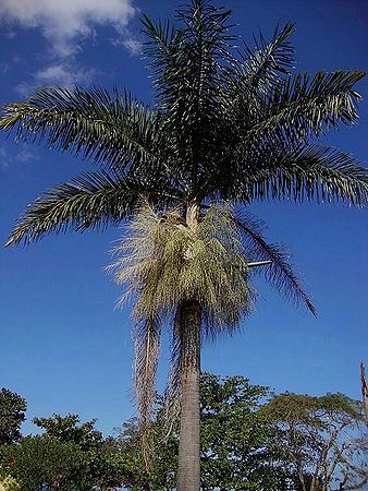 Roystonea princeps - Palmpedia - Palm Grower's Guide