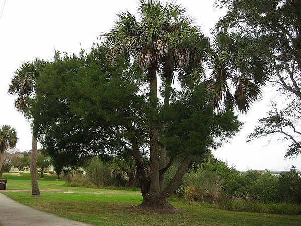 Sabal palmetto - Palmpedia - Palm Grower's Guide