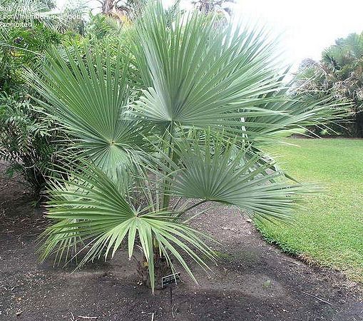 Brahea brandegeei - Palmpedia - Palm Grower's Guide