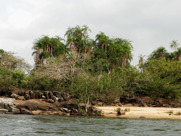 Syagrus cocoides - Palmpedia - Palm Grower's Guide