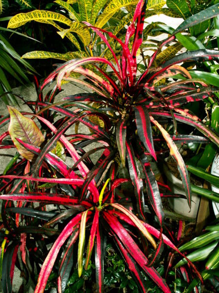 CHALLENGER - Palmpedia - Palm Grower's Guide