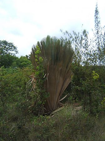 Copernicia rigida - Palmpedia - Palm Grower's Guide