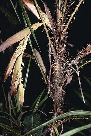 Daemonorops longipes - Palmpedia - Palm Grower's Guide