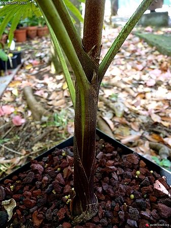 Cyphophoenix alba - Palmpedia - Palm Grower's Guide