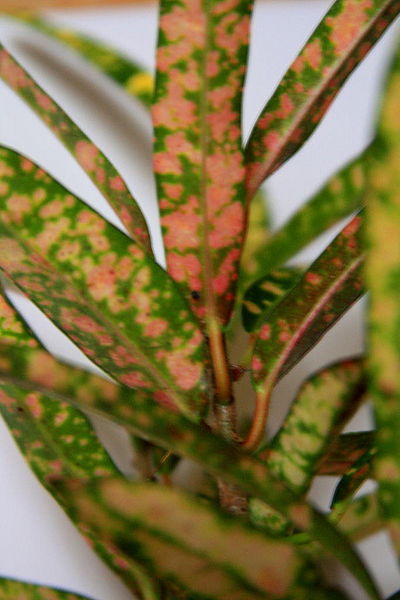 GOLDFINGER - Palmpedia - Palm Grower's Guide