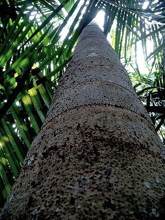 Metroxylon sagu - Palmpedia - Palm Grower's Guide
