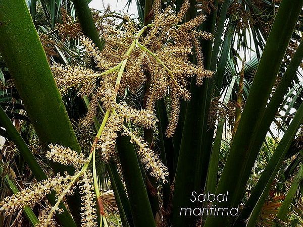 Sabal maritima - Palmpedia - Palm Grower's Guide