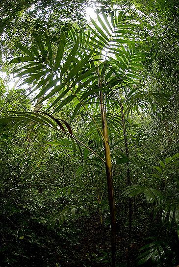 Pinanga dicksonii - Palmpedia - Palm Grower's Guide