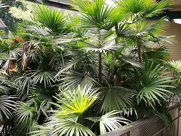 Rhapis humilis - Palmpedia - Palm Grower's Guide