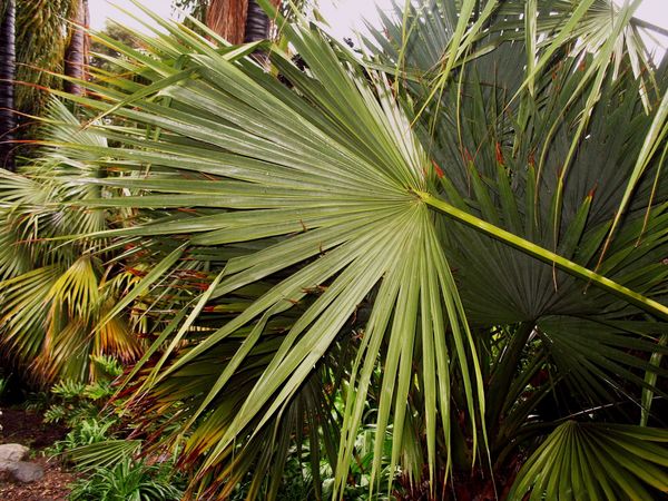 Sabal yapa - Palmpedia - Palm Grower's Guide