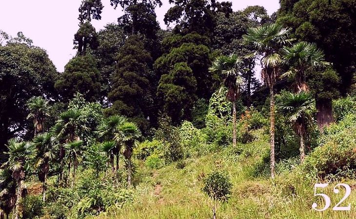 Trachycarpus latisectus - Palmpedia - Palm Grower's Guide