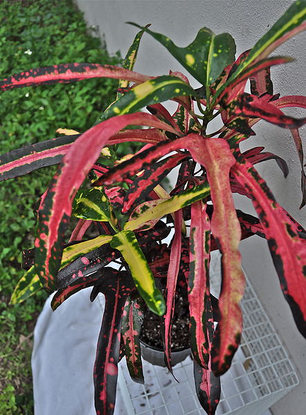 TIE DYE - Palmpedia - Palm Grower's Guide