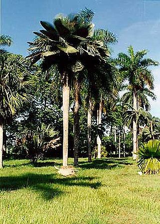 Copernicia fallaensis - Palmpedia - Palm Grower's Guide