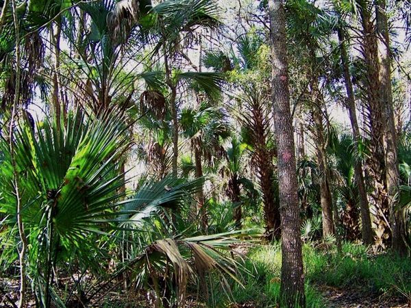 Sabal palmetto - Palmpedia - Palm Grower's Guide