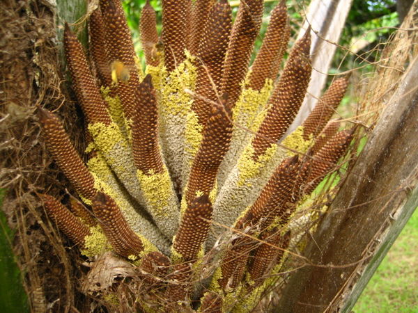 Elaeis oleifera - Palmpedia - Palm Grower's Guide