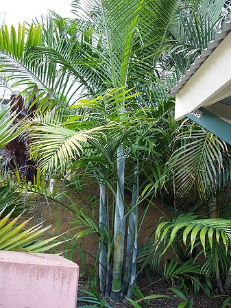 Chrysalidocarpus cabadae - Palmpedia - Palm Grower's Guide