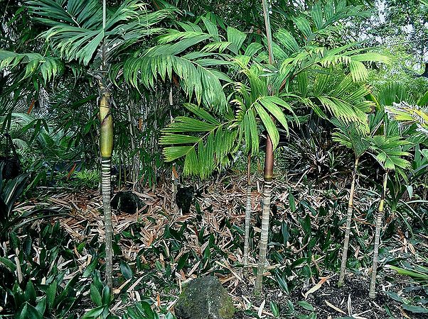 Pinanga maculata - Palmpedia - Palm Grower's Guide
