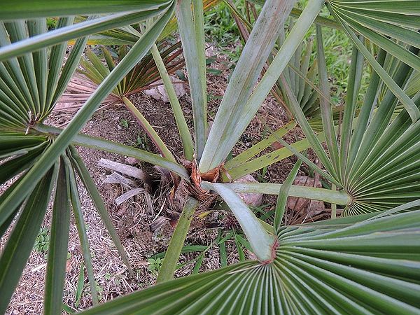 Brahea dulcis - Palmpedia - Palm Grower's Guide