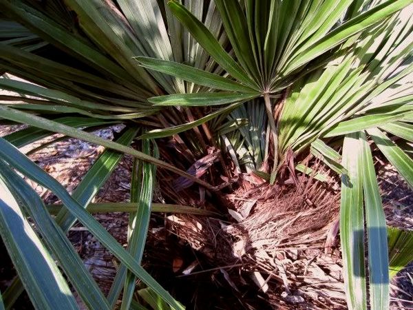 Rhapidophyllum hystrix - Palmpedia - Palm Grower's Guide