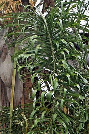 Syagrus macrocarpa - Palmpedia - Palm Grower's Guide