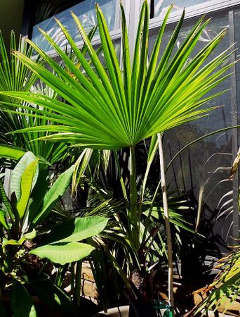 Trachycarpus latisectus - Palmpedia - Palm Grower's Guide