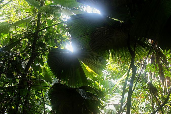 Sabinaria magnifica - Palmpedia - Palm Grower's Guide