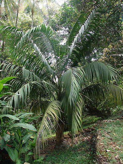 Calyptronoma plumeriana - Palmpedia - Palm Grower's Guide