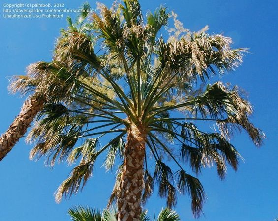 Sabal uresana - Palmpedia - Palm Grower's Guide