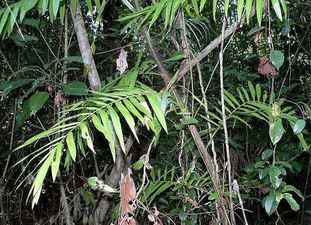 Calamus australis - Palmpedia - Palm Grower's Guide