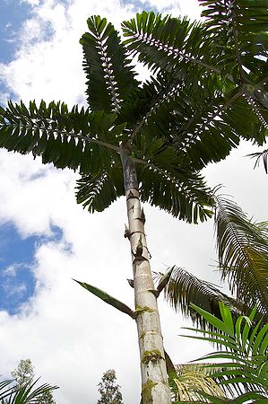 Iriartea deltoidea - Palmpedia - Palm Grower's Guide