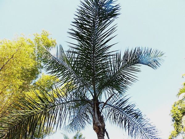 Syagrus picrophylla - Palmpedia - Palm Grower's Guide
