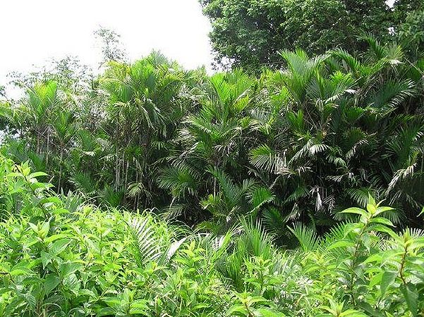 Bactris major - Palmpedia - Palm Grower's Guide