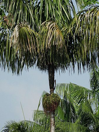 Oenocarpus bataua - Palmpedia - Palm Grower's Guide