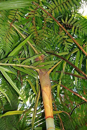 Dypsis rivularis - Palmpedia - Palm Grower's Guide