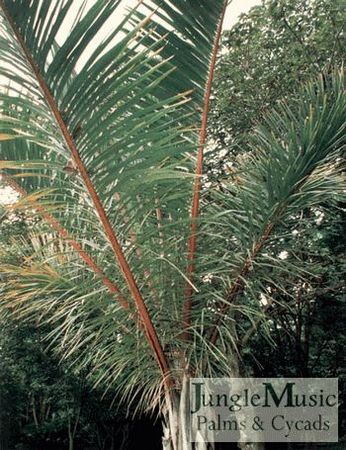 Raphia australis - Palmpedia - Palm Grower's Guide