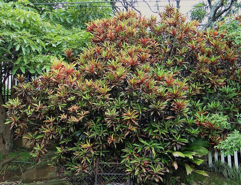 VEITCHII - Palmpedia - Palm Grower's Guide