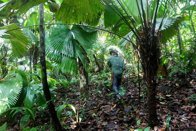 Sabinaria magnifica - Palmpedia - Palm Grower's Guide