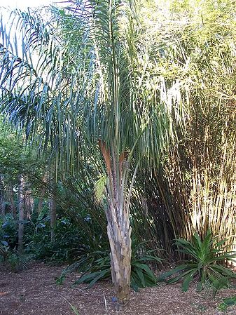Syagrus cearensis x coronata - Palmpedia - Palm Grower's Guide