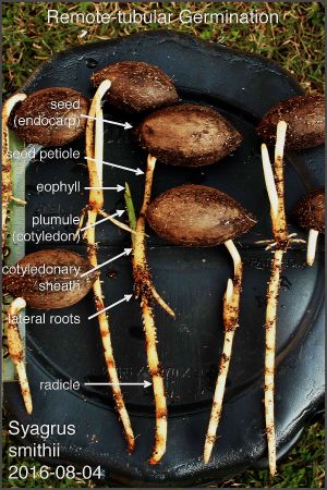 Syagrus smithii - Palmpedia - Palm Grower's Guide