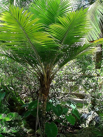Ravenea hildebrandtii - Palmpedia - Palm Grower's Guide