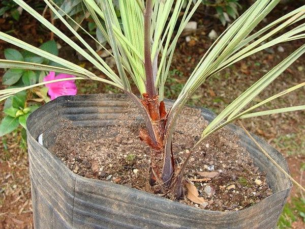 Butia archeri - Palmpedia - Palm Grower's Guide
