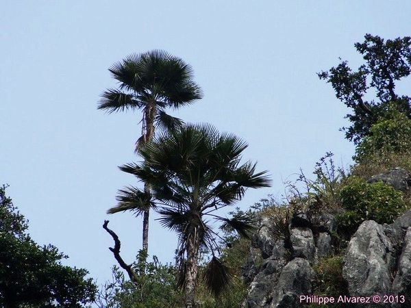 Trachycarpus oreophilus - Palmpedia - Palm Grower's Guide