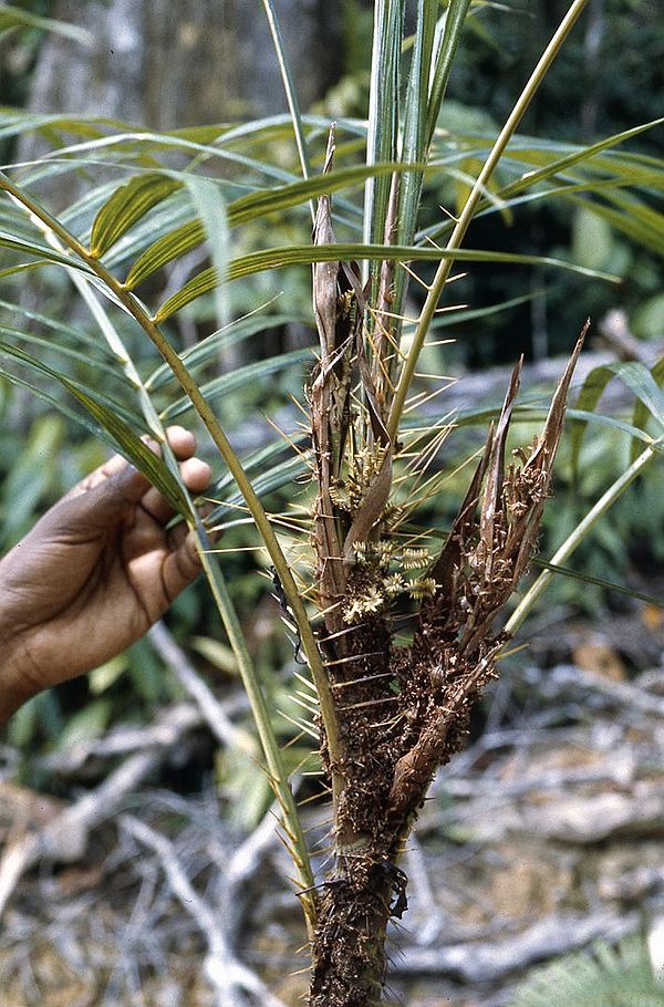 Daemonorops scapigera - Palmpedia - Palm Grower's Guide