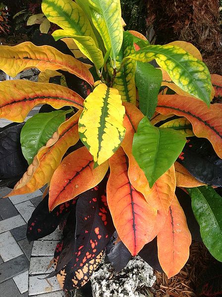 FLAMINGO - Palmpedia - Palm Grower's Guide