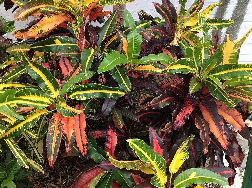 GENERAL MARSHALL - Palmpedia - Palm Grower's Guide